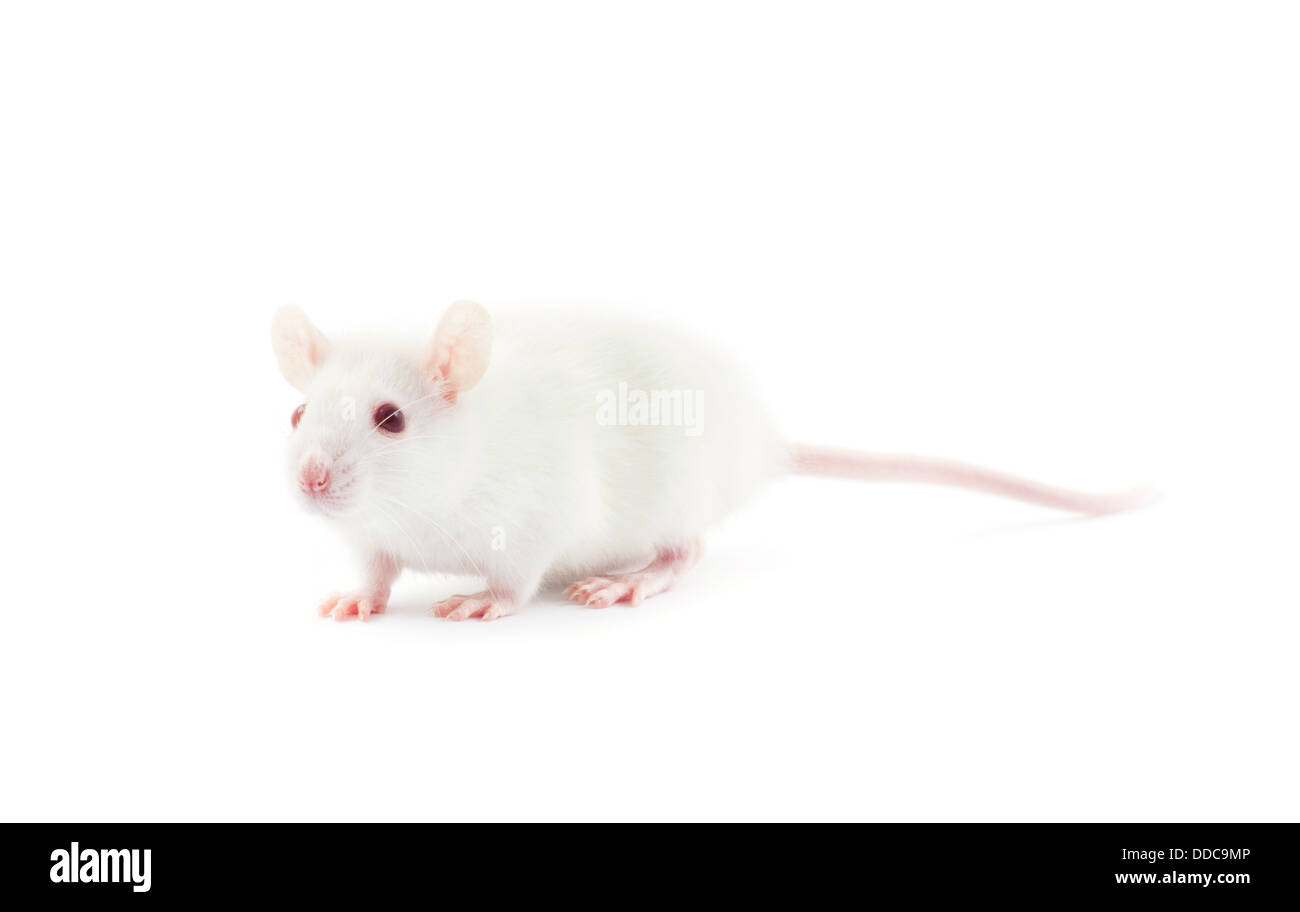Lab rat experiment hi-res stock photography and images - Alamy