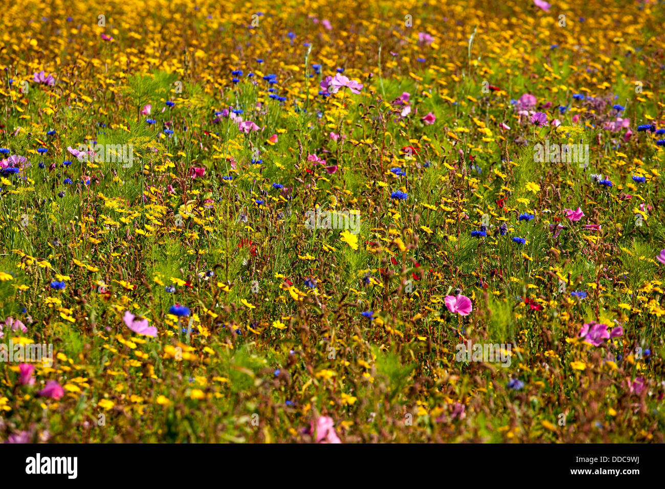 Wild Flower Meadow Stock Photo - Alamy