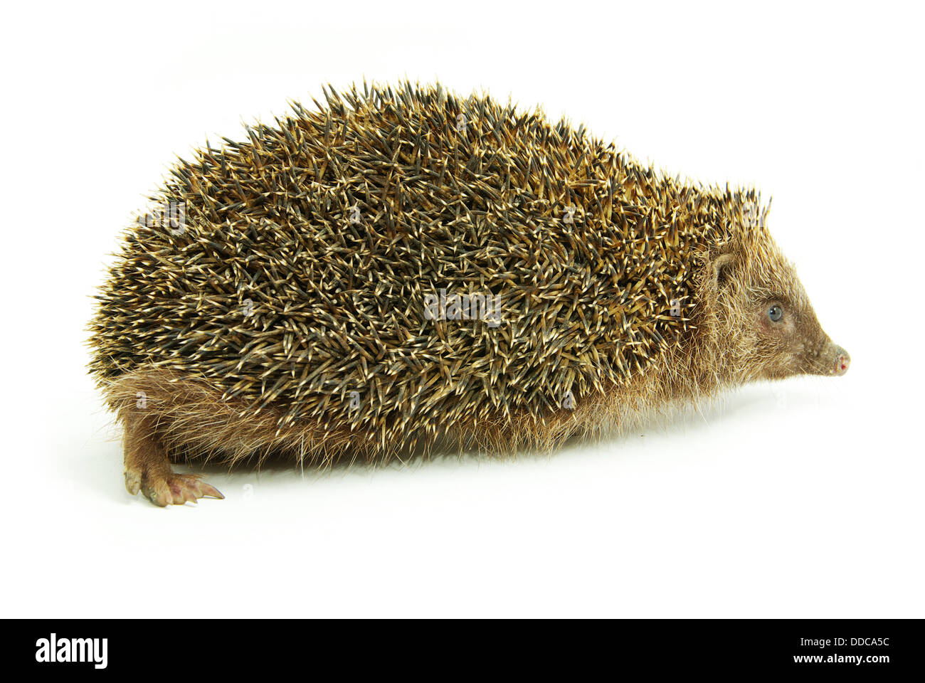 Hairy hedgehog hi-res stock photography and images - Alamy
