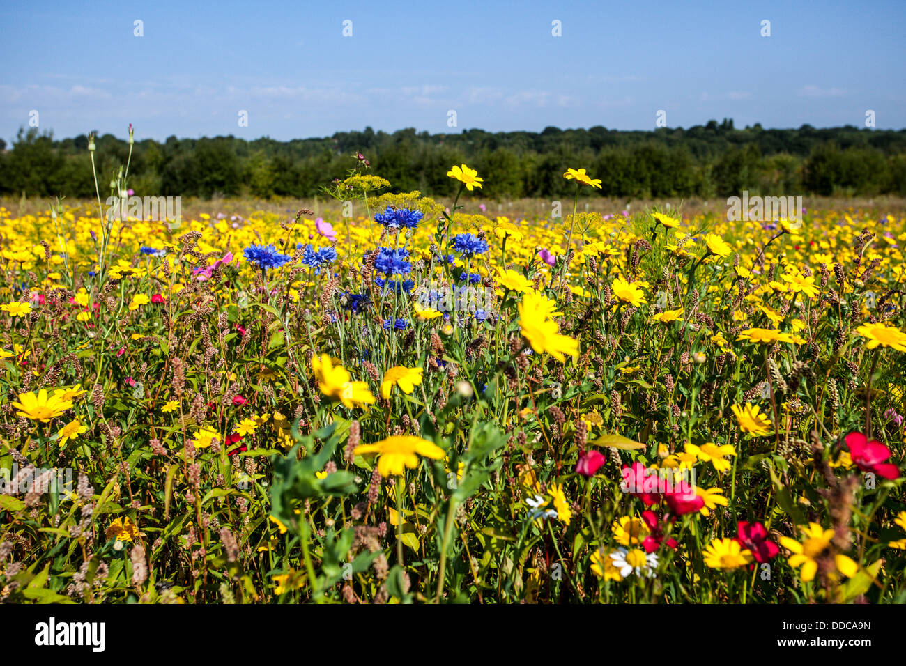 Wild Flower Meadow Stock Photo - Alamy