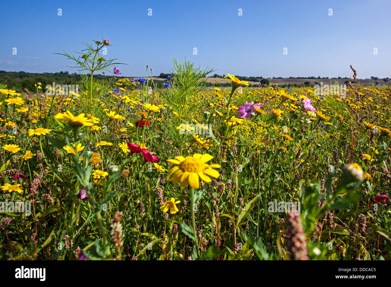 Wild Flower Meadow Stock Photo - Alamy