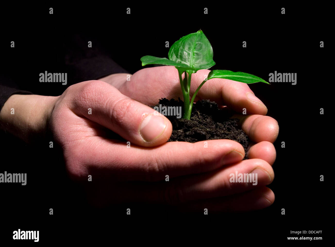 Hands holding sapling Stock Photo - Alamy
