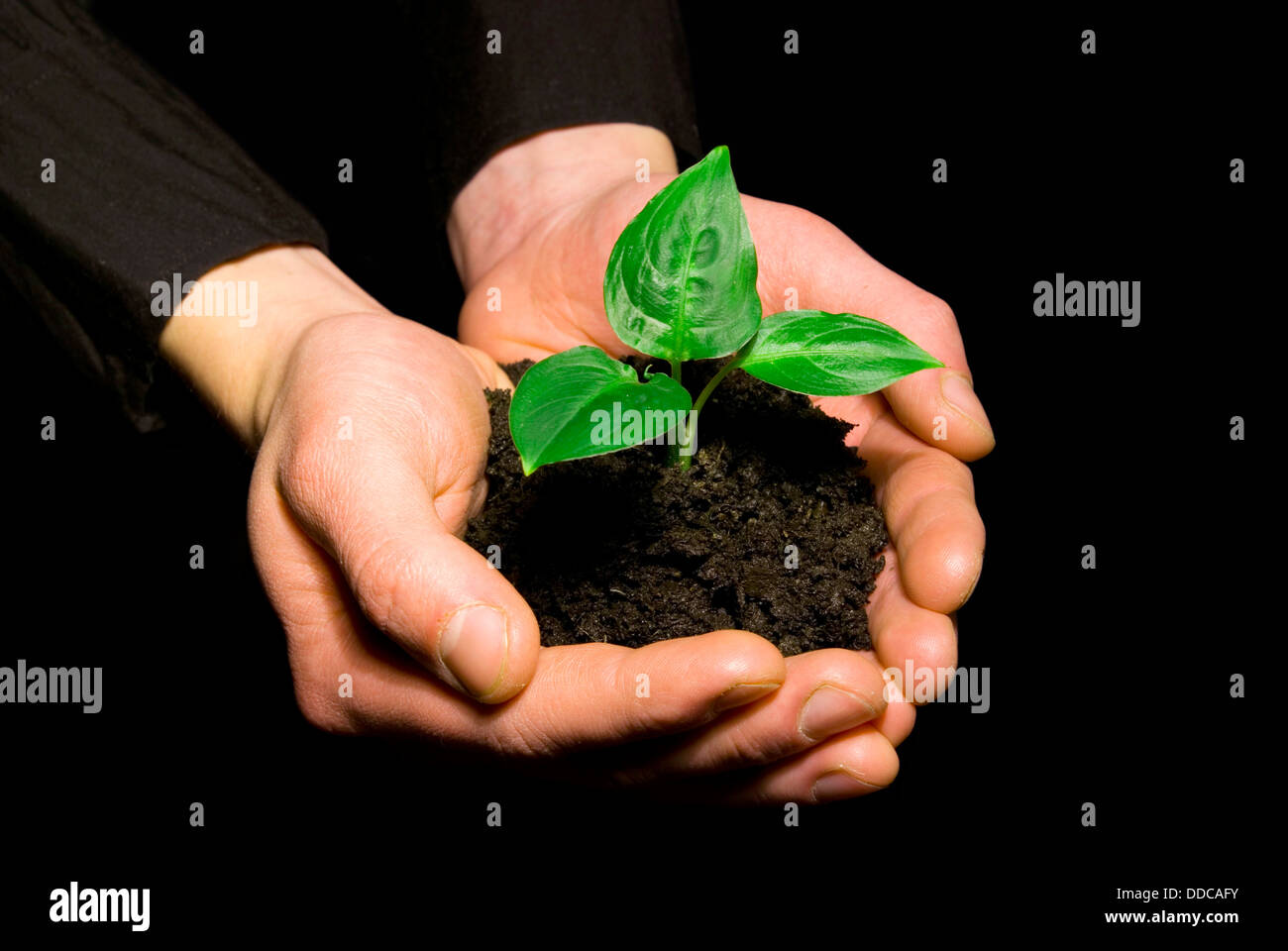 Hands holding sapling in soil Stock Photo - Alamy