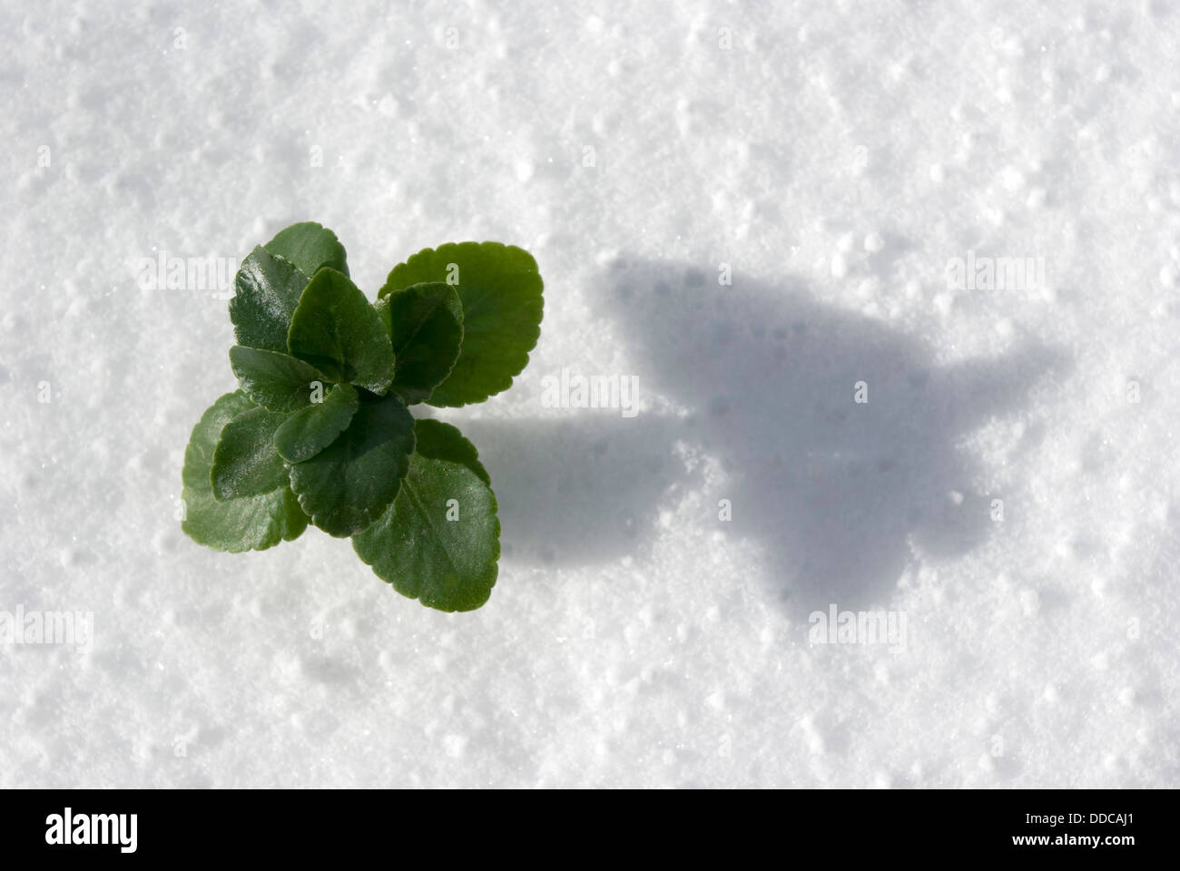 plant in snow Stock Photo - Alamy