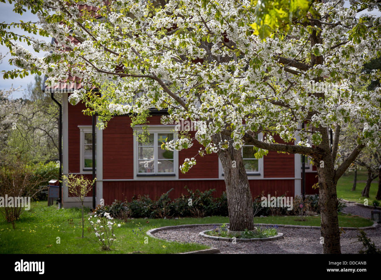 A small house with a flowering tree in front of it Stock Photo - Alamy