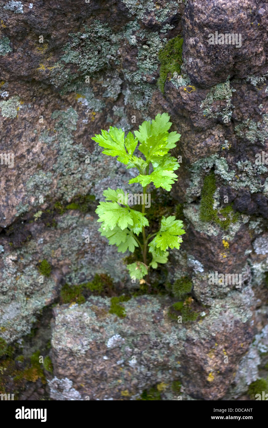 plant growing on rock Stock Photo - Alamy