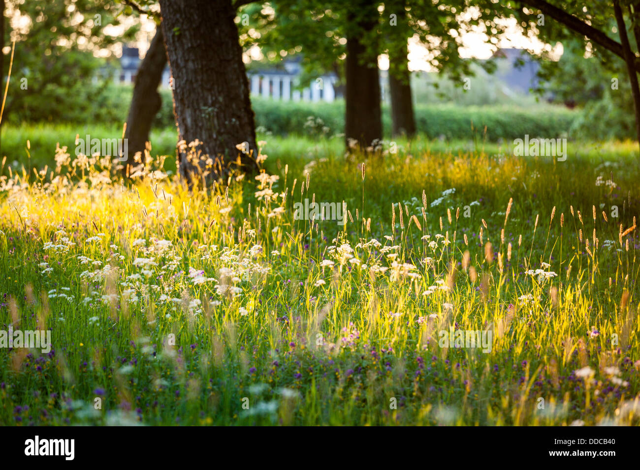 Summer field in the morning light Stock Photo - Alamy