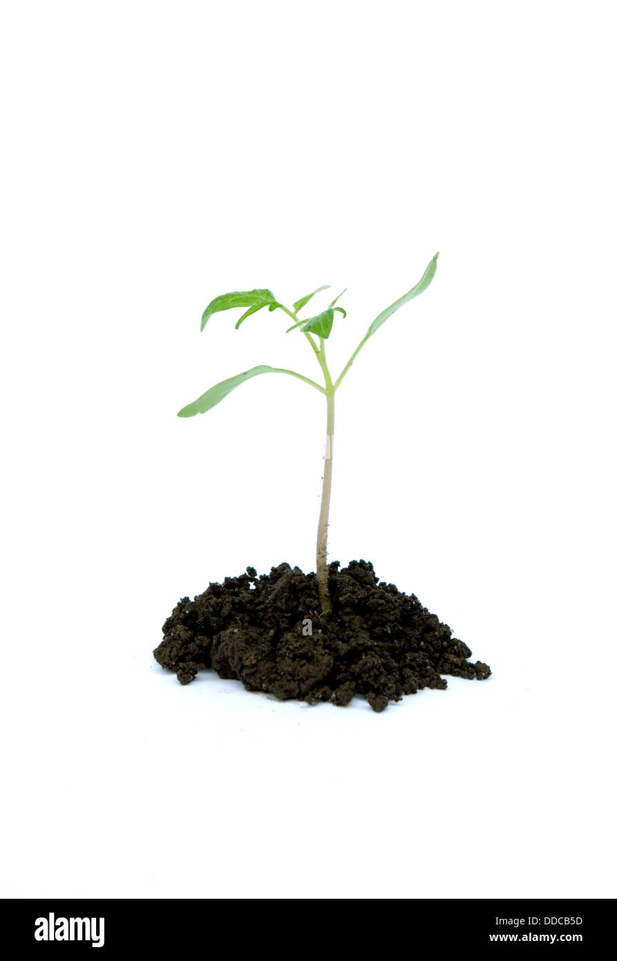 One little leaf Cut Out Stock Images & Pictures - Alamy