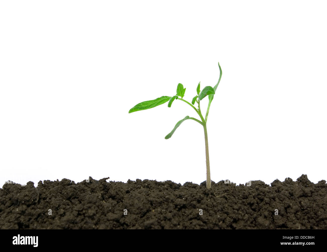 Springing into new life hi-res stock photography and images - Alamy