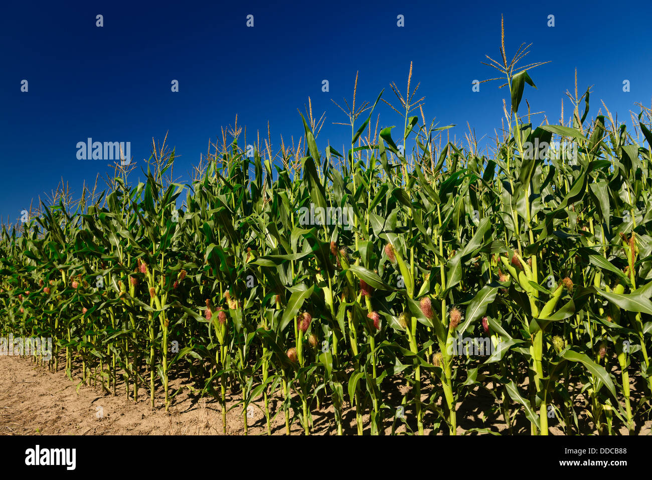 Sweet corn field hi-res stock photography and images - Alamy