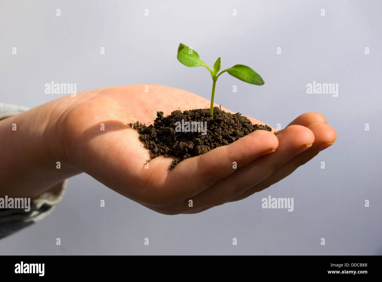 plant in hand Stock Photo - Alamy