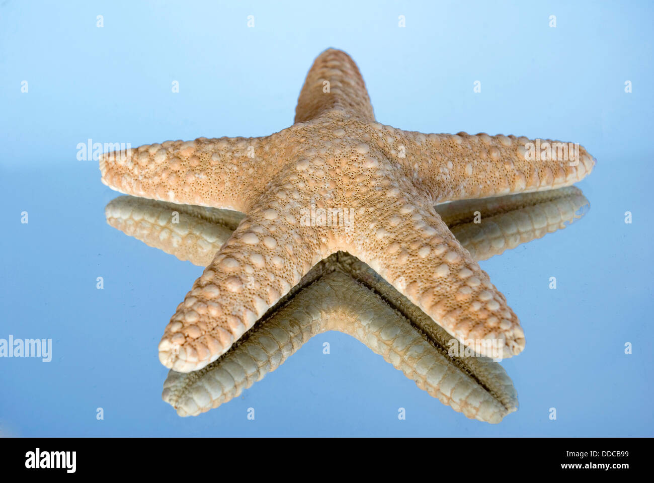 Prehistoric crustacean hi-res stock photography and images - Alamy