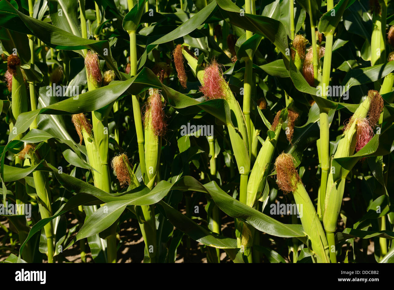 Female corn inflorescence hi-res stock photography and images - Alamy