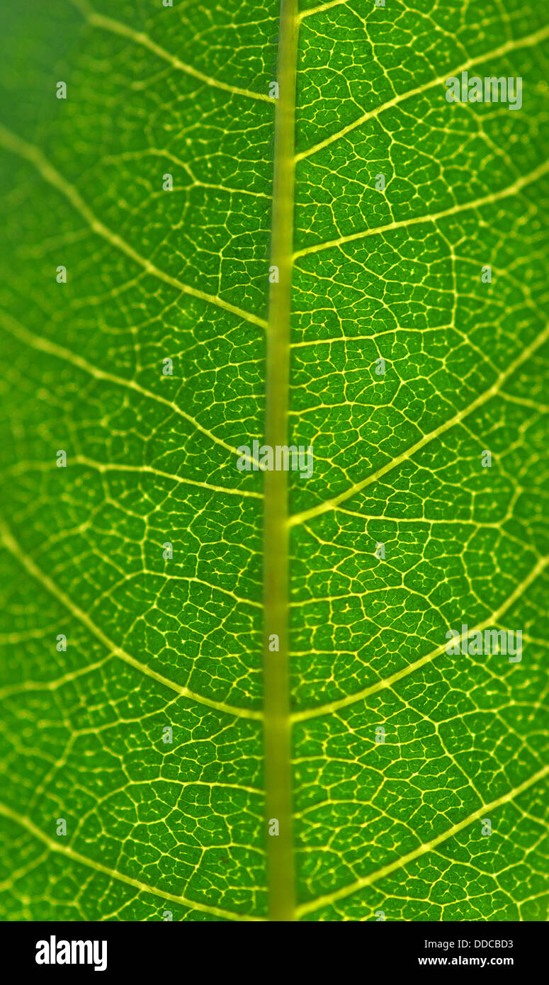structure of leaf Stock Photo - Alamy