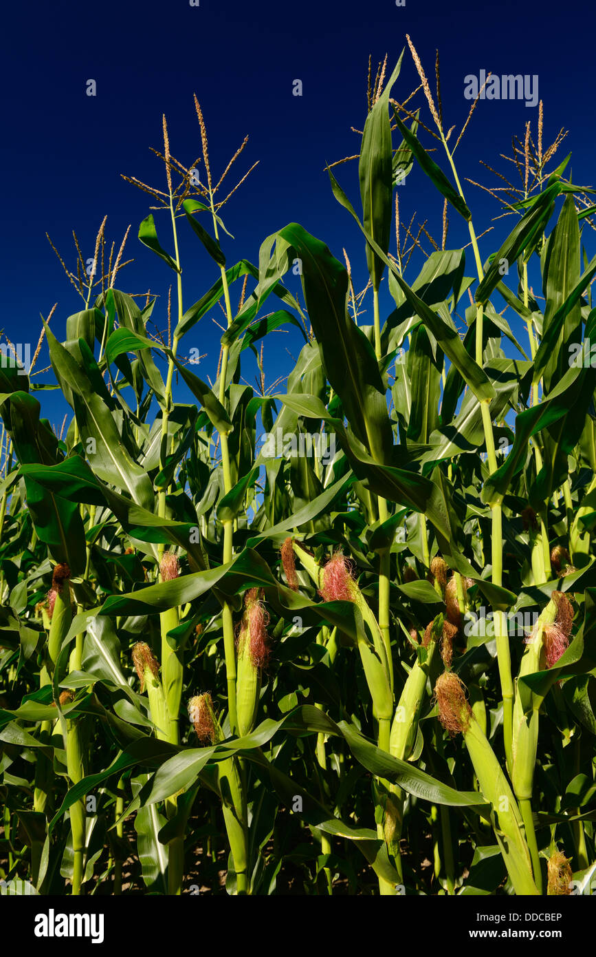 Female inflorescence of young corn hi-res stock photography and images ...