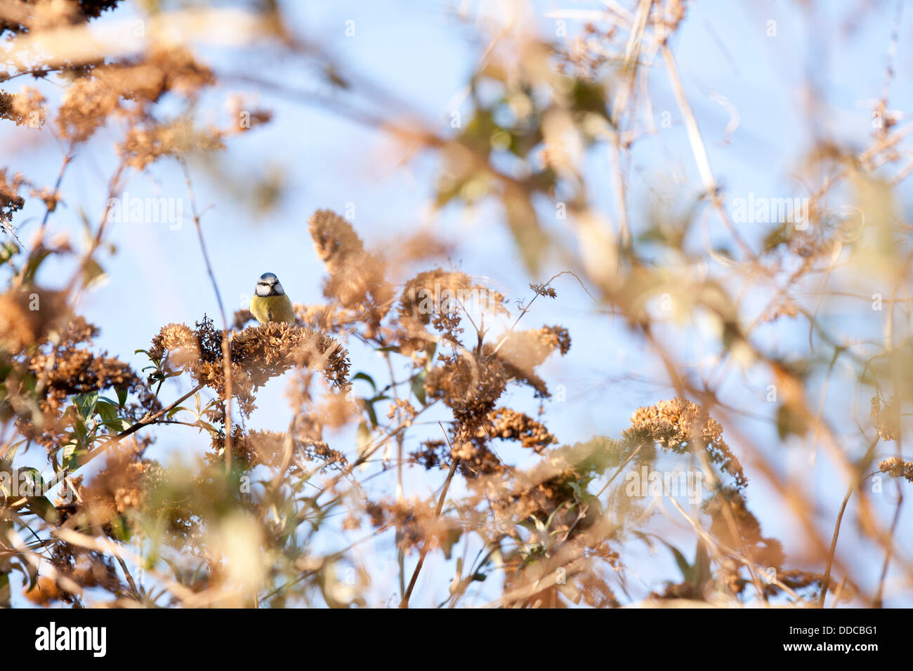 Bluetit bird hi-res stock photography and images - Alamy