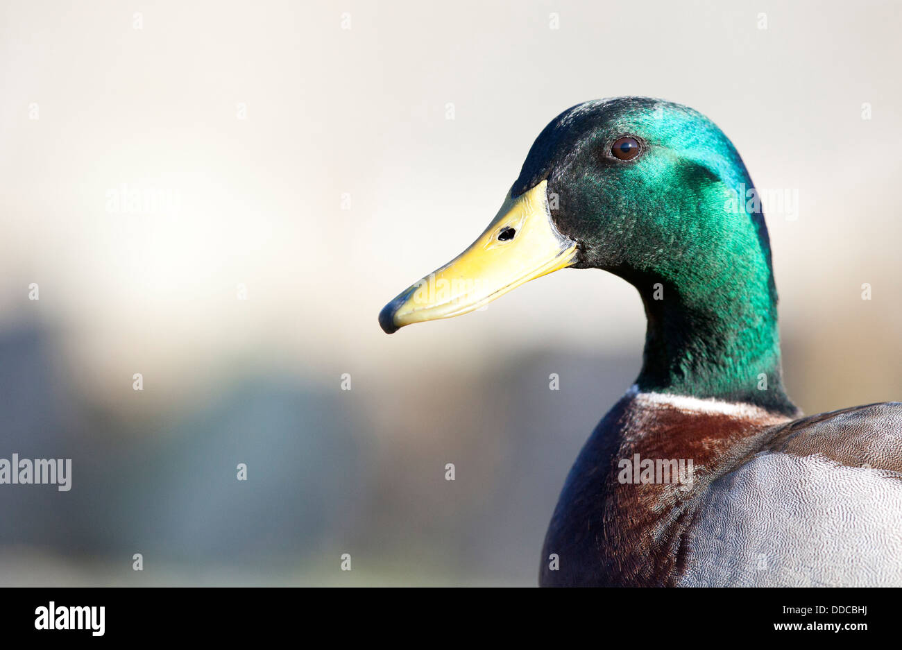 male duck portrait Stock Photo - Alamy