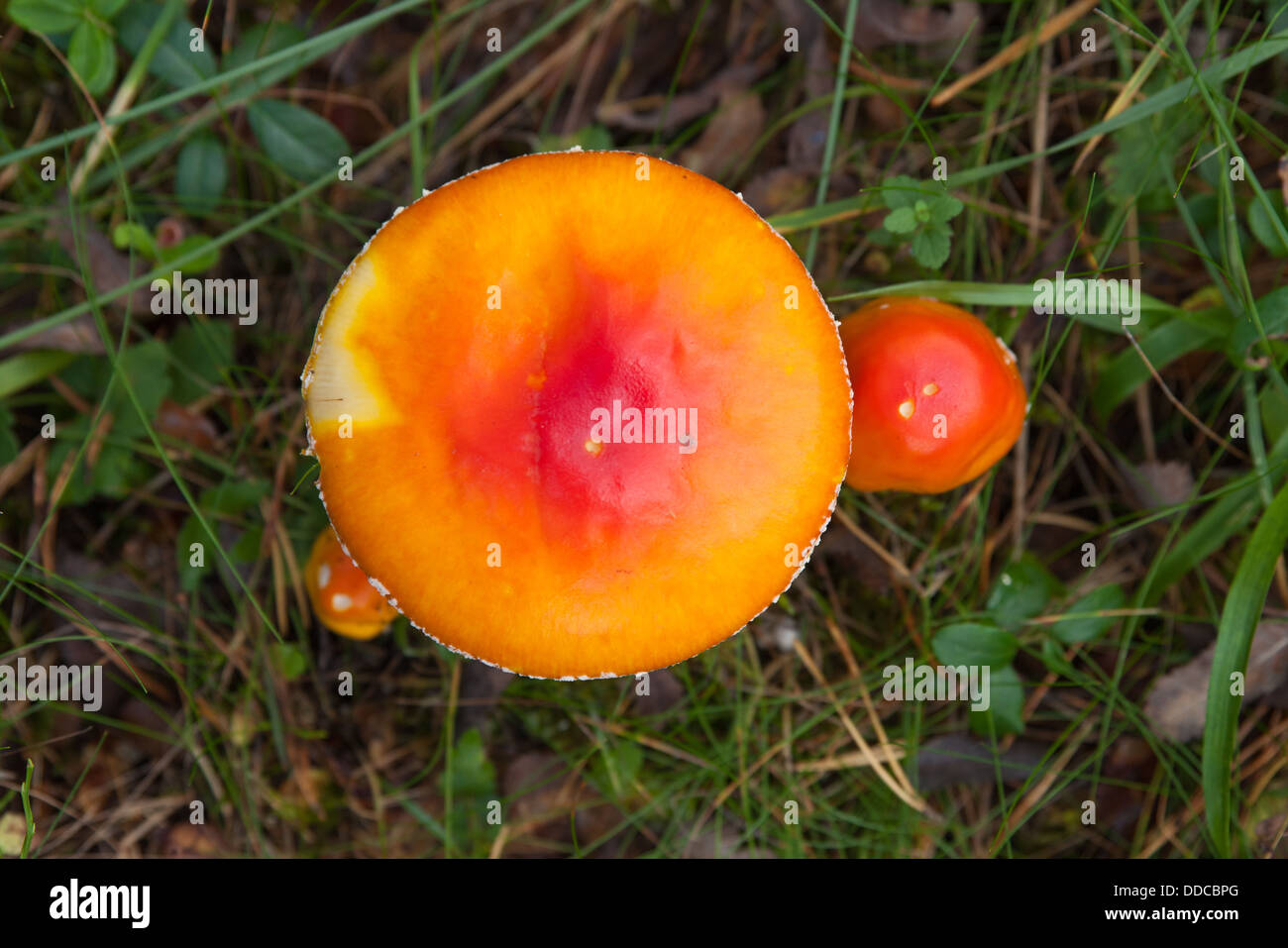 Decorative fly agaric hi-res stock photography and images - Alamy