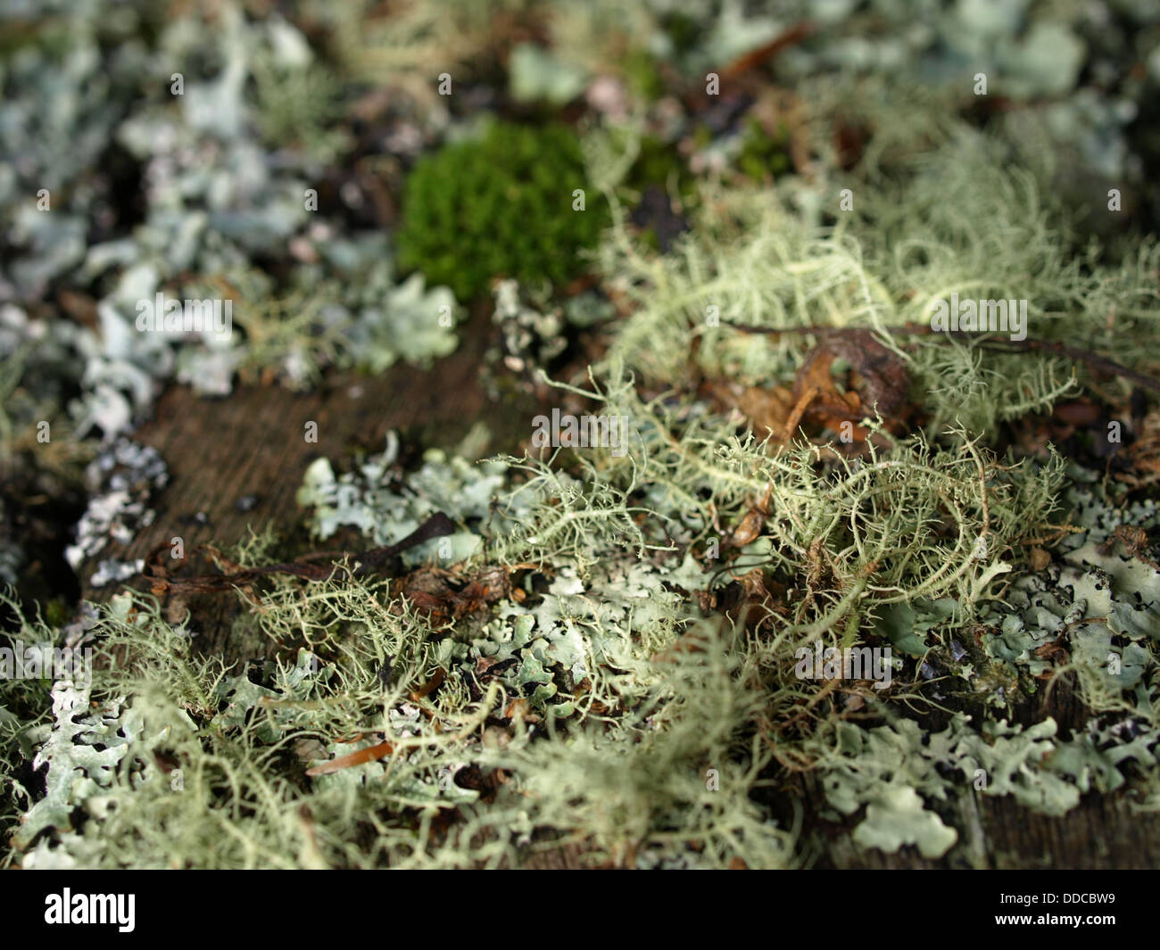 Moss growing on rotting wood Stock Photo - Alamy