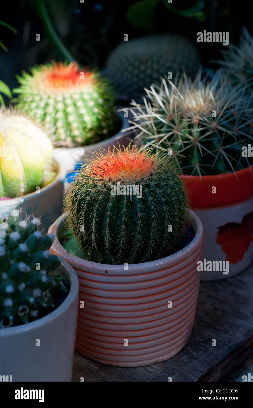 colorful cacti cactus plants Stock Photo - Alamy