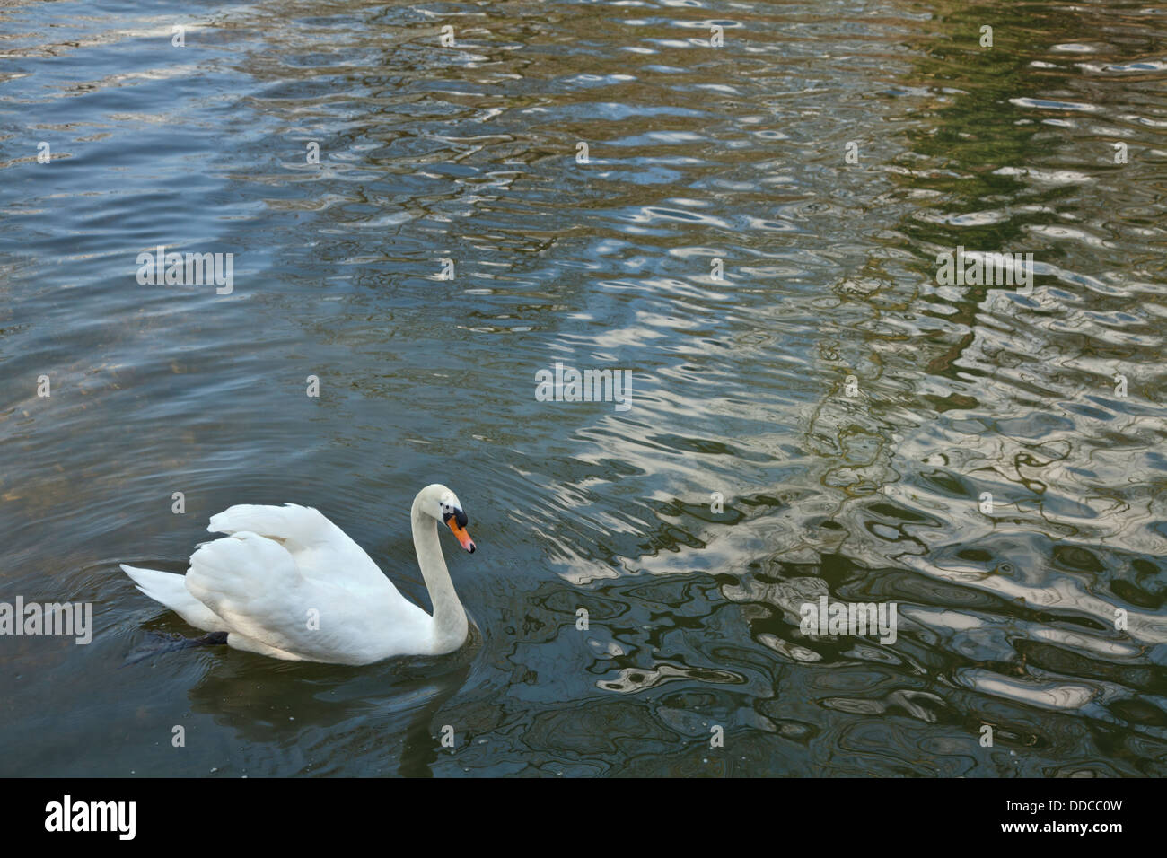 Swan patterns hi-res stock photography and images - Alamy