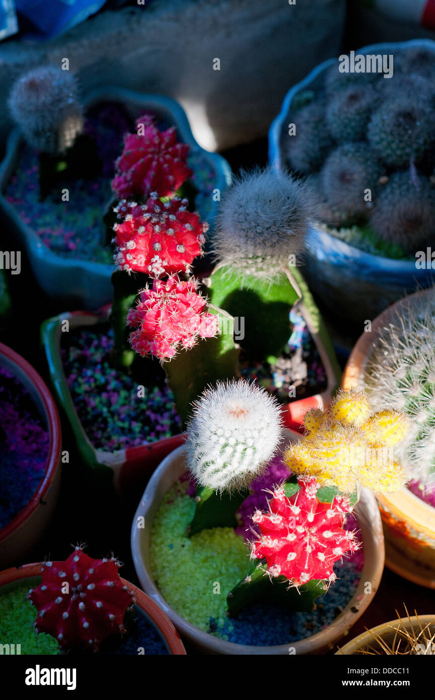 colorful cacti cactus plants Stock Photo - Alamy