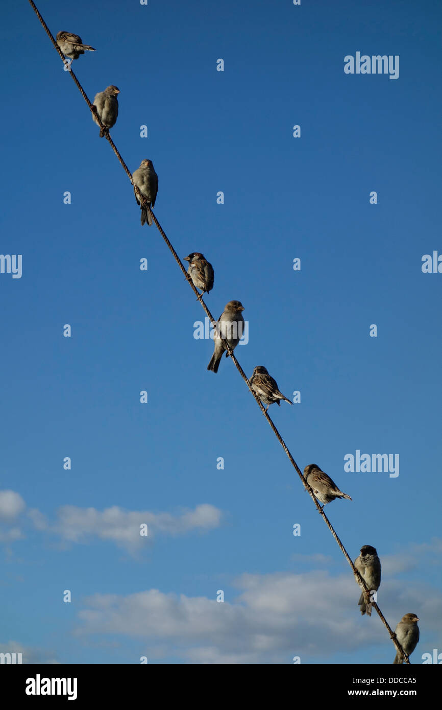 Sparrows perch aloft steep diagonally stretched wire rope Stock Photo ...
