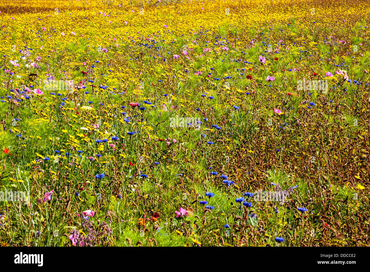 Wild Flower Meadow Stock Photo - Alamy