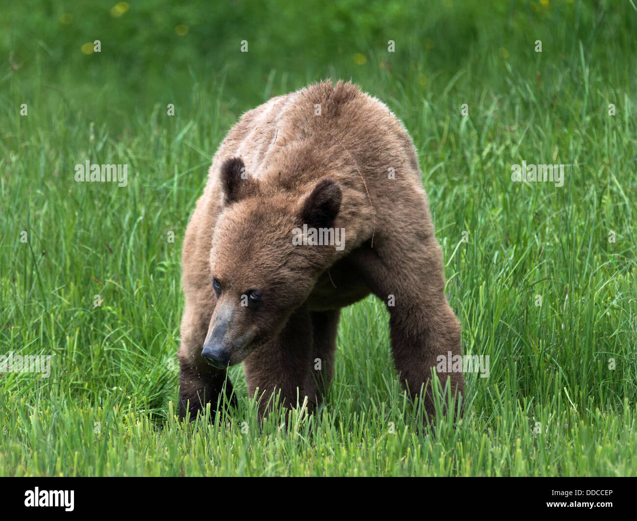 Young grizzly bear feasting on sedge grass, Khutze Inlet, British ...
