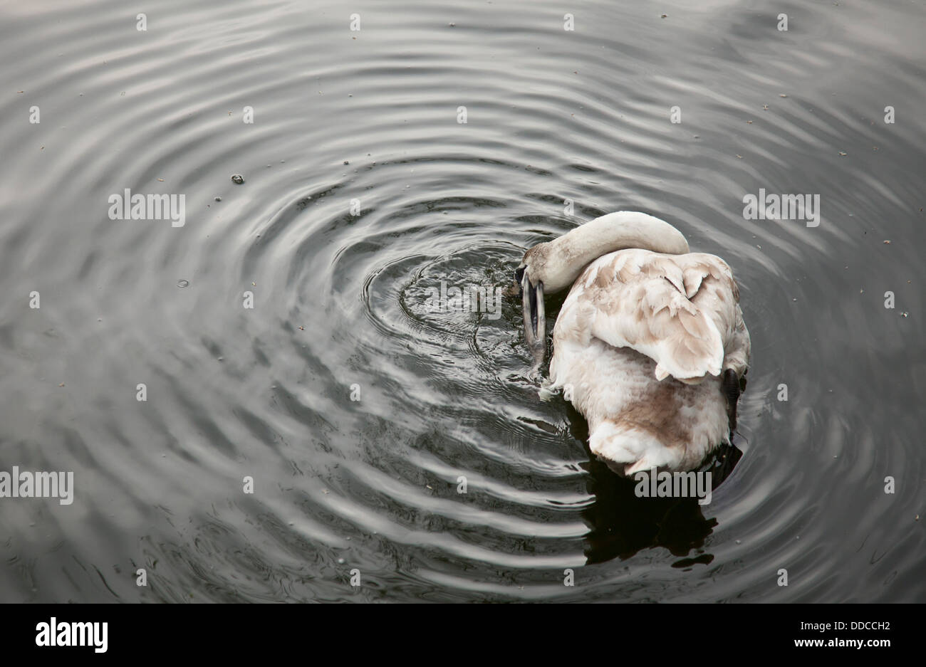 Young Swan scratching Stock Photo - Alamy