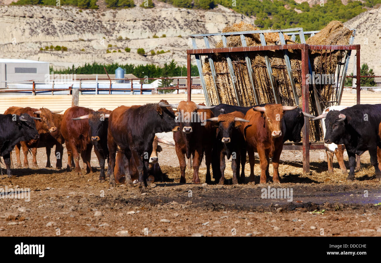 Bulls on a farm Stock Photo - Alamy