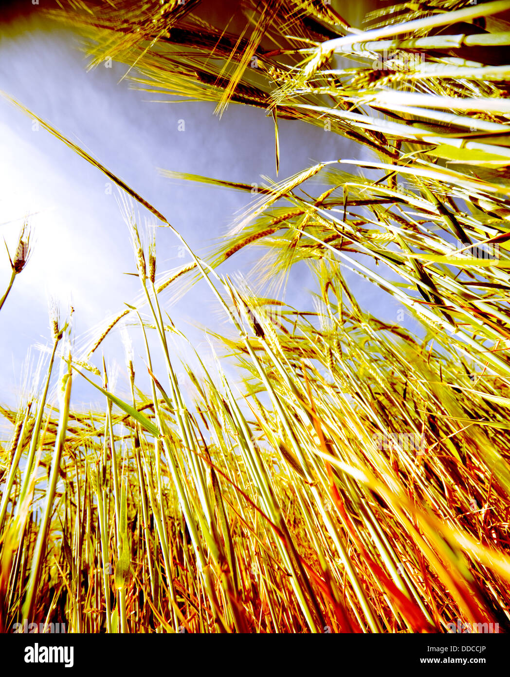Abstract wheat hi-res stock photography and images - Alamy