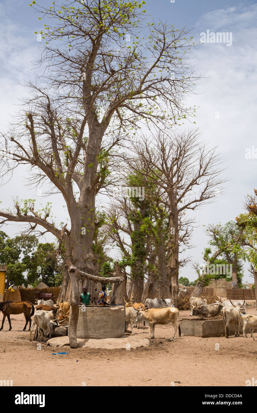 Village Well, Cattle, Baobab Trees at Djilor, a Wolof Village, near ...
