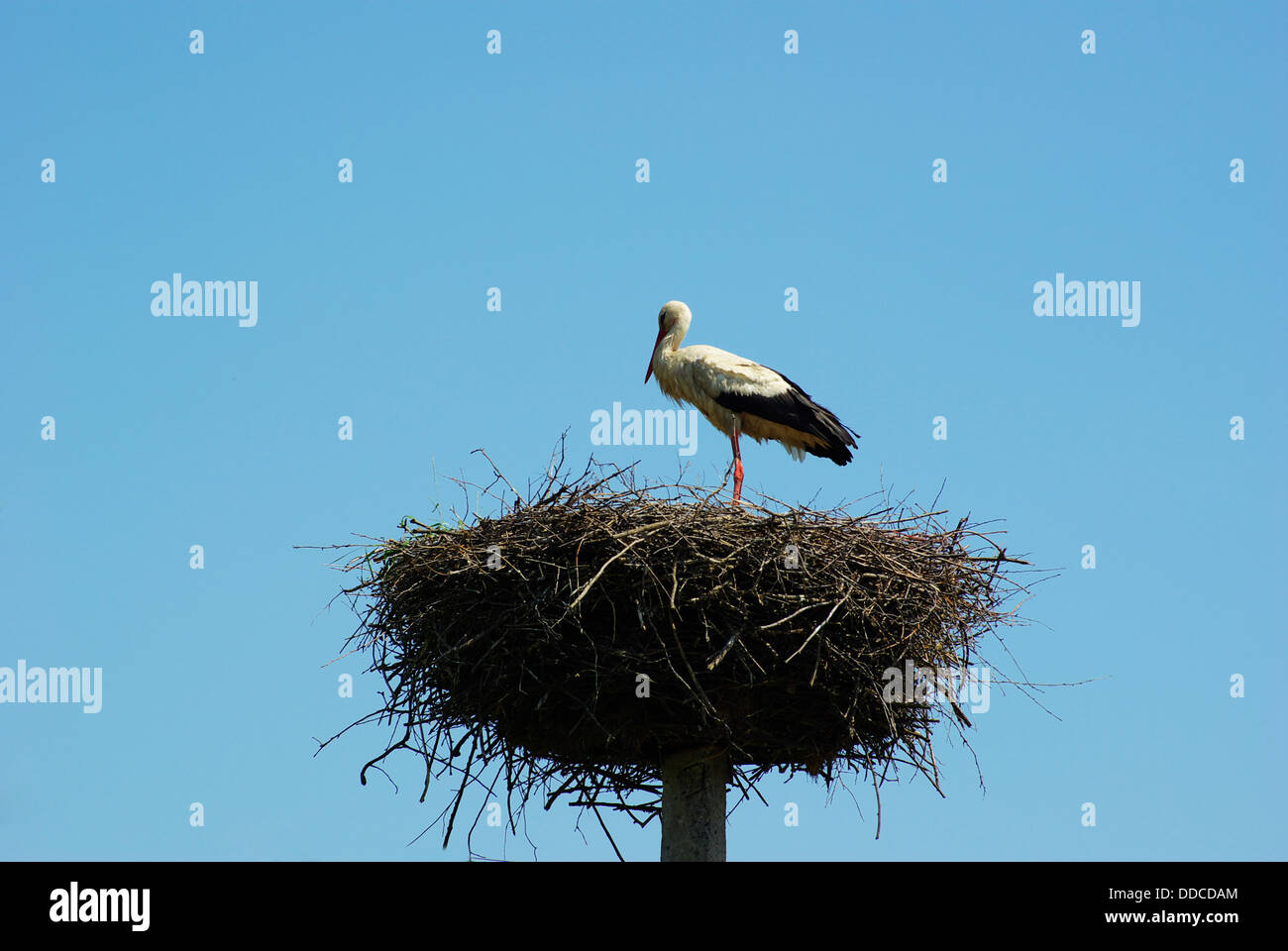 Fauna group hi-res stock photography and images - Alamy