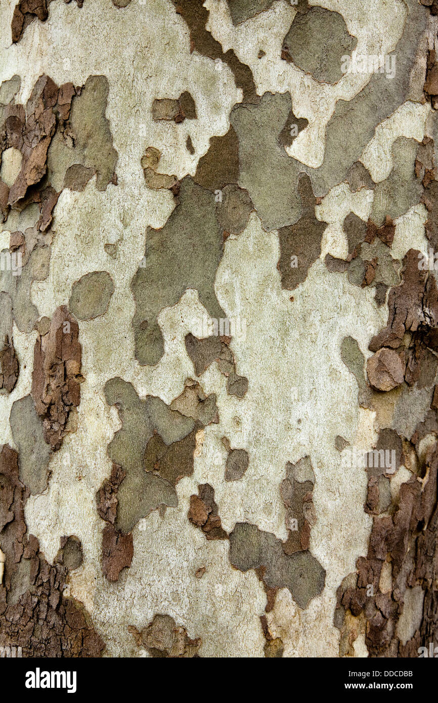 Sycamore bark abstract Stock Photo - Alamy