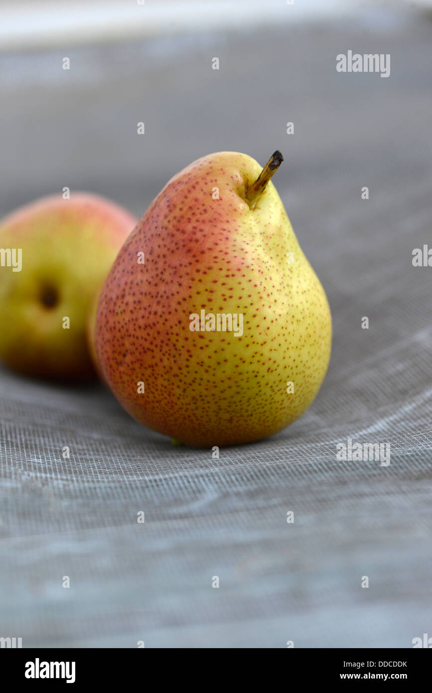 Forelle variety of pear fruit Stock Photo - Alamy