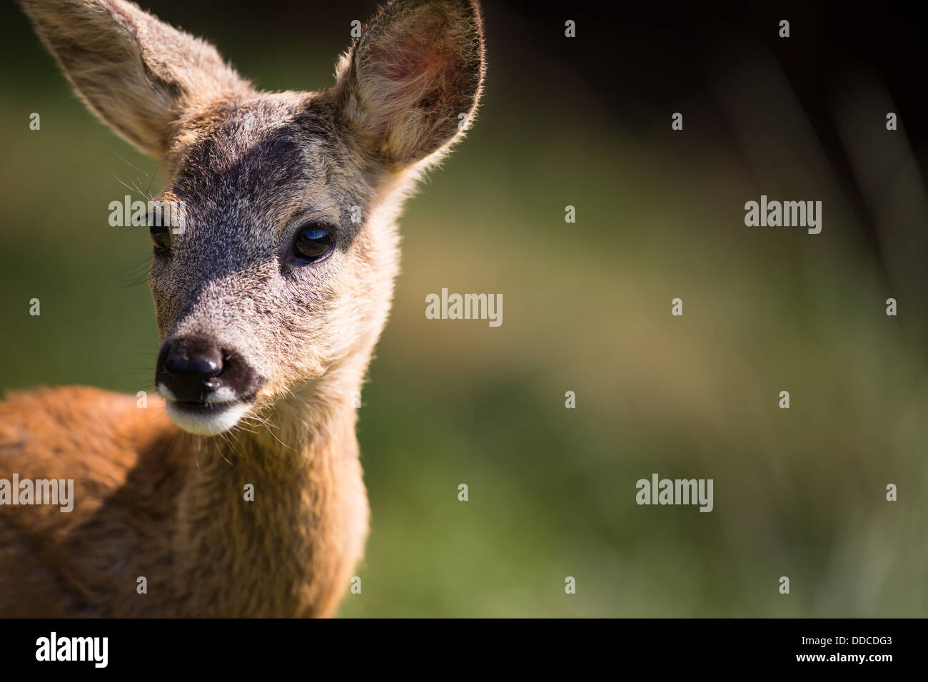 Young roebuck hi-res stock photography and images - Alamy