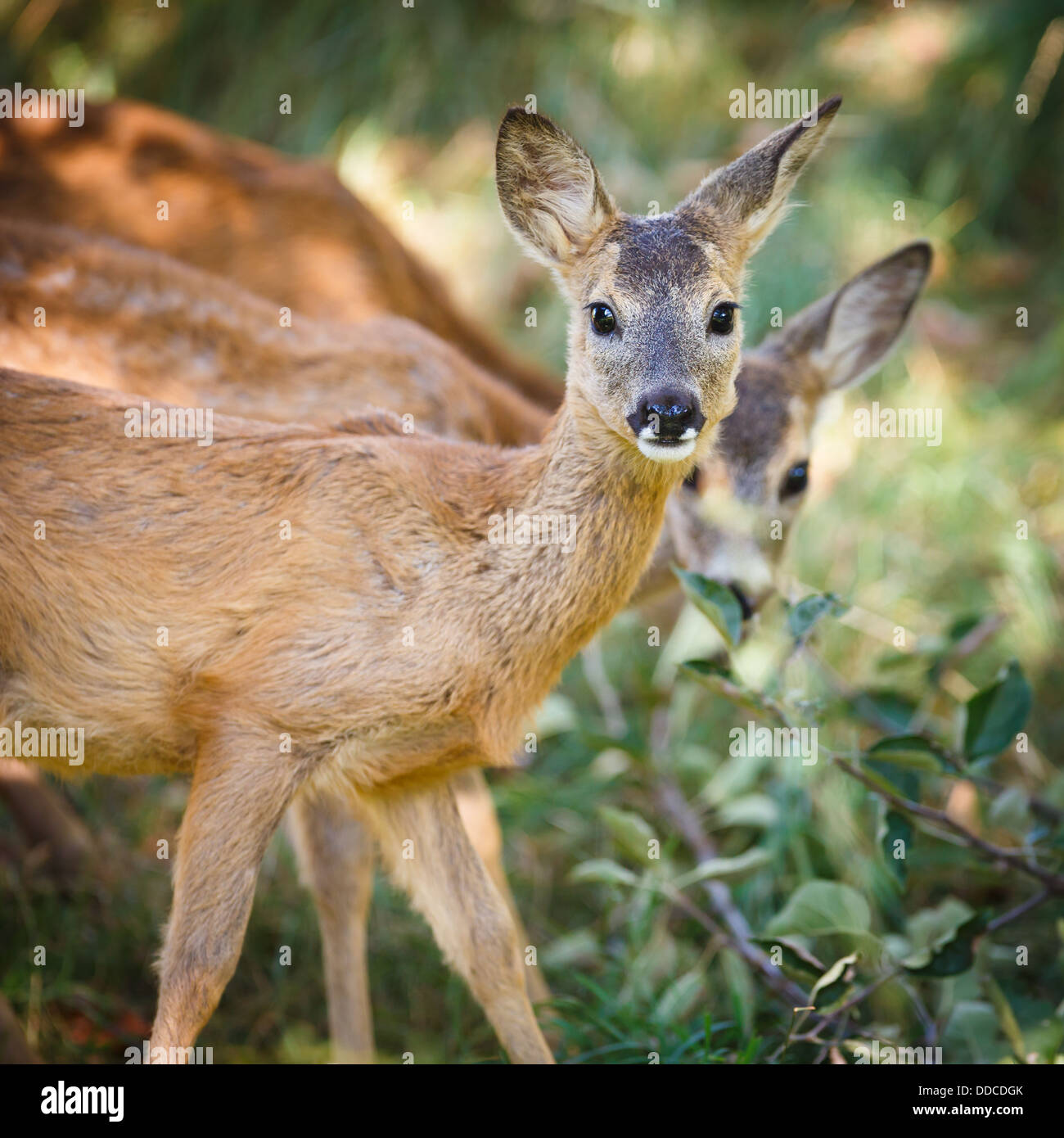 Youth deer hunt hi-res stock photography and images - Alamy