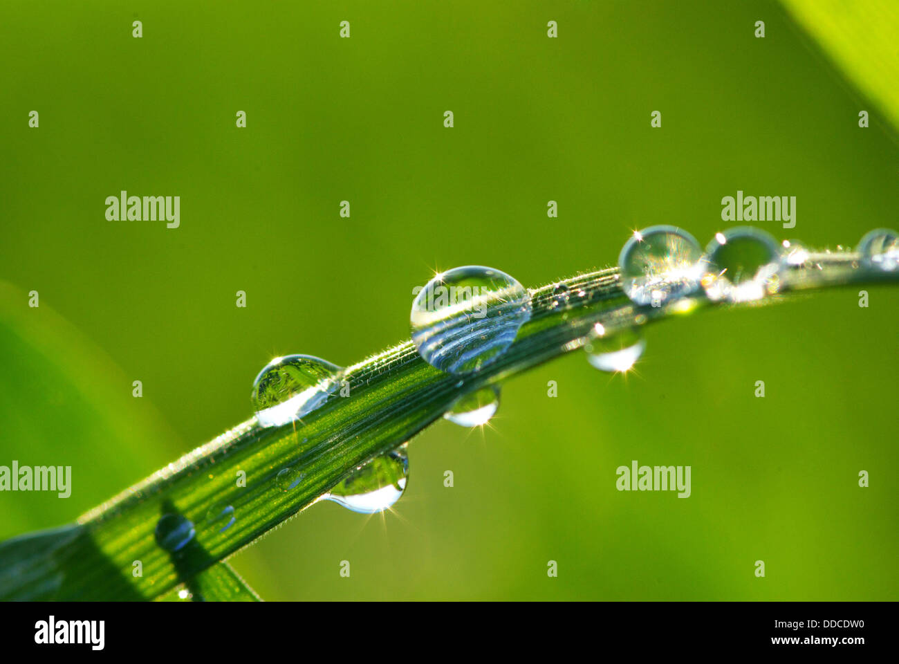 drop on grass Stock Photo - Alamy