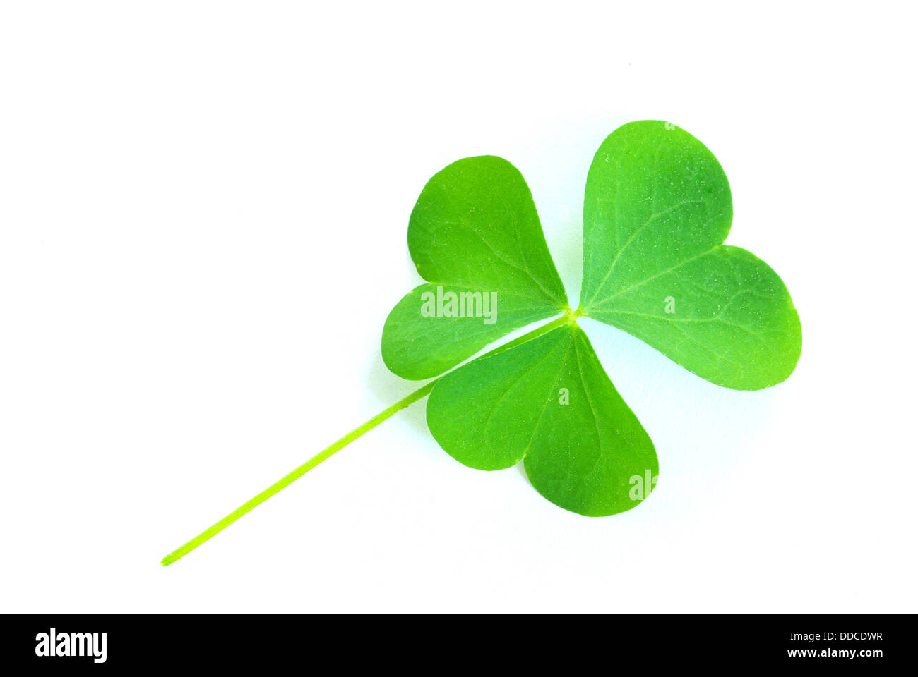 eaf on white Stock Photo - Alamy