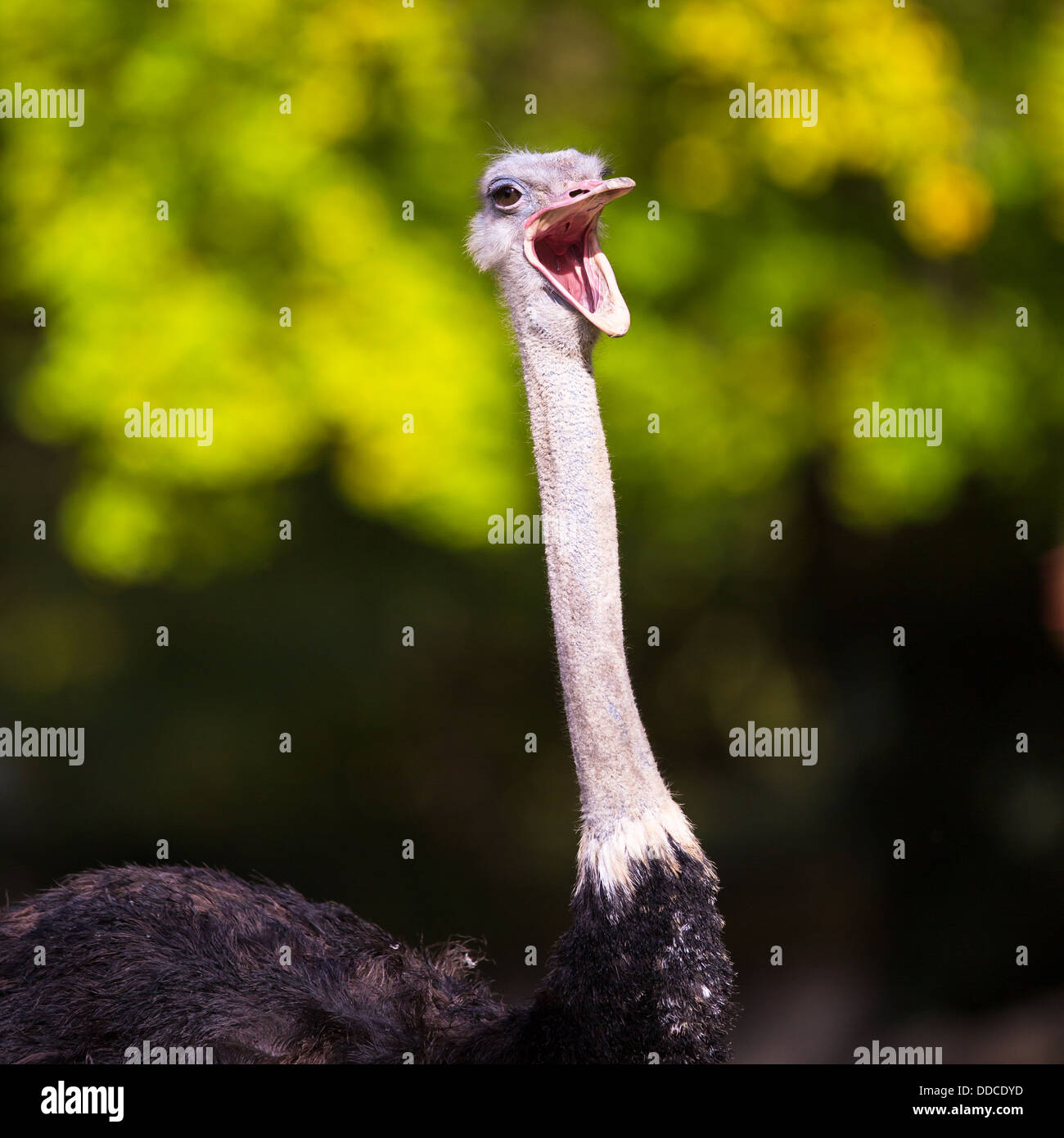 Ostrich (Struthio camelus Stock Photo - Alamy