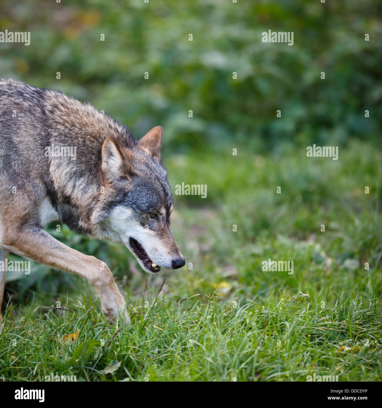 Gray/Eurasian wolf (Canis lupus Stock Photo - Alamy