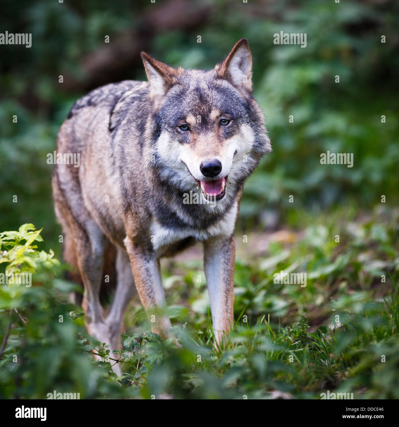 Gray/Eurasian wolf (Canis lupus Stock Photo - Alamy