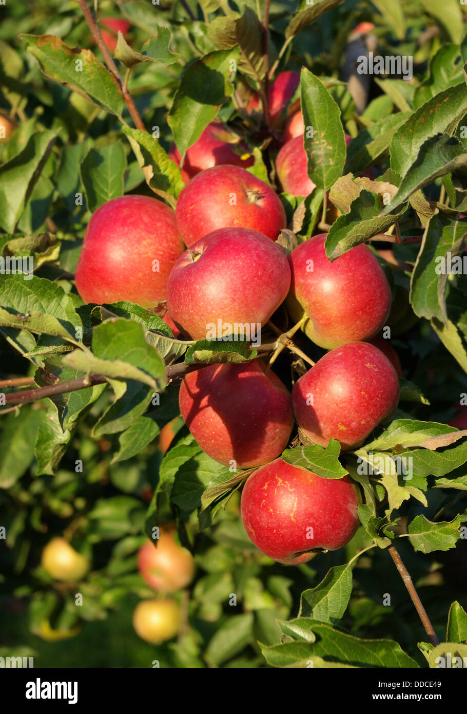 red apple Stock Photo - Alamy