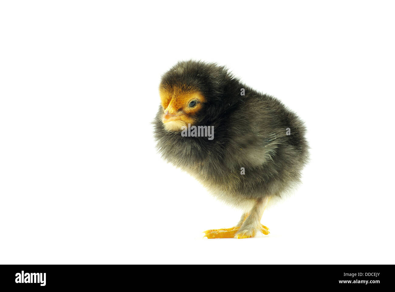 Cute baby hen hi-res stock photography and images - Alamy