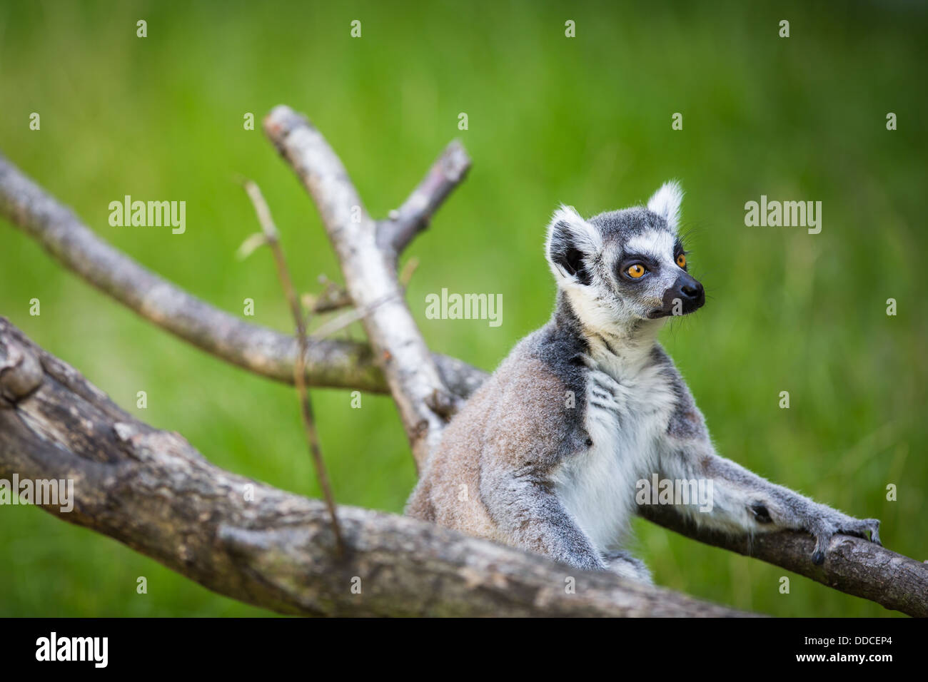 Lemur kata (Lemur catta Stock Photo - Alamy