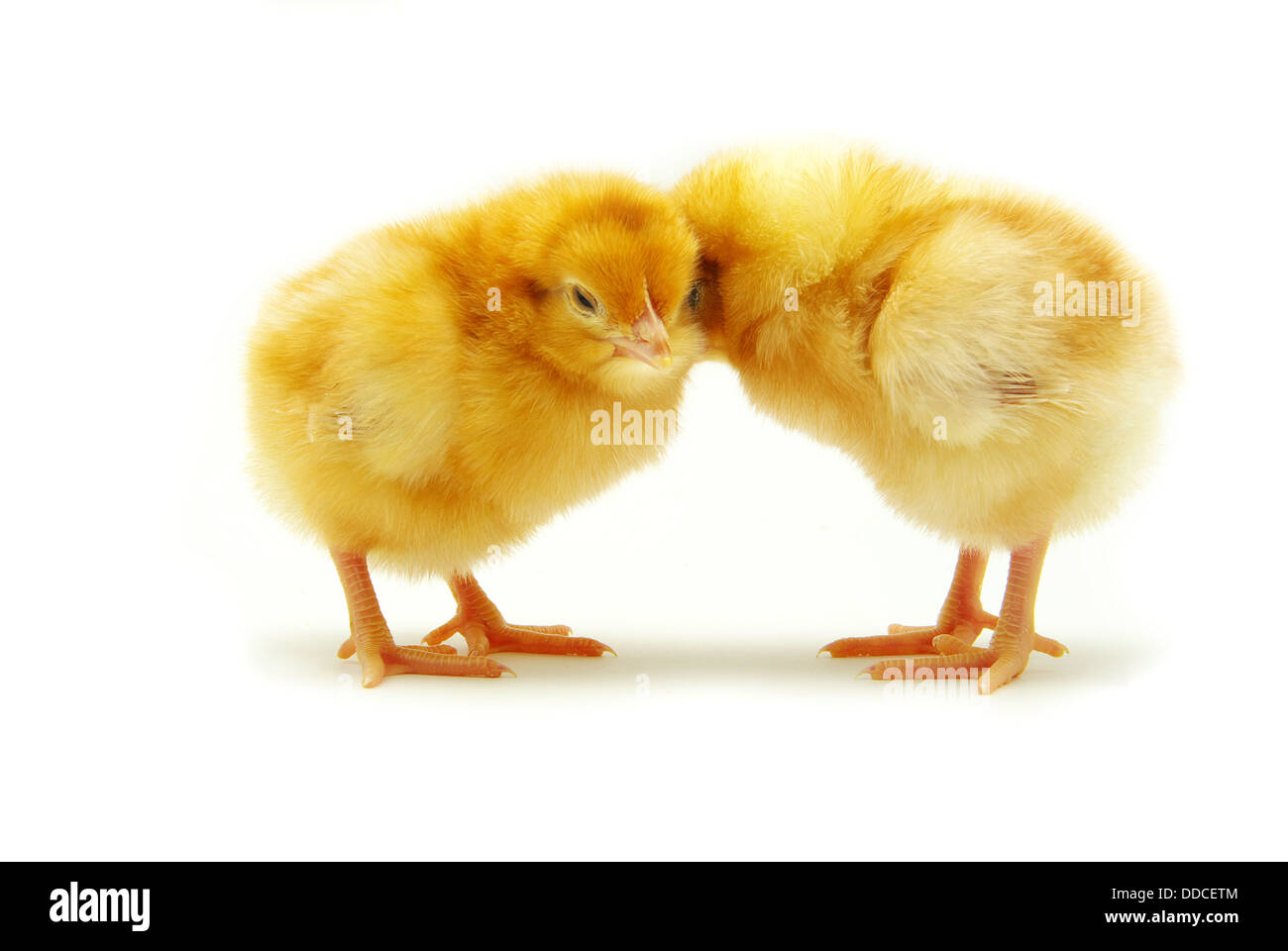 Fuzzy chicken chick hi-res stock photography and images - Alamy