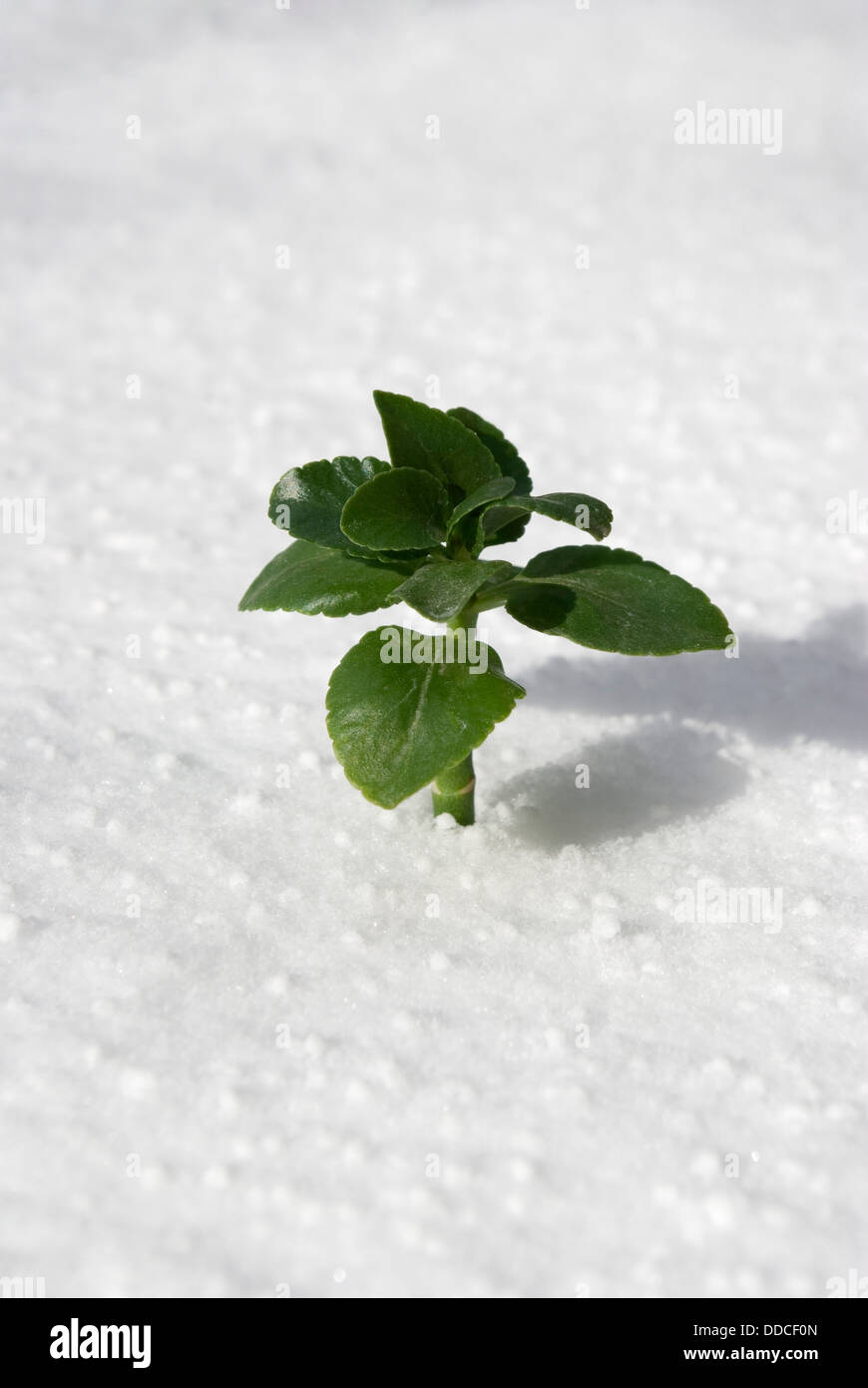 plant in snow Stock Photo - Alamy