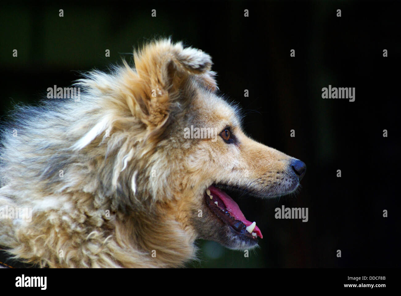 Pathetic dog hi-res stock photography and images - Alamy