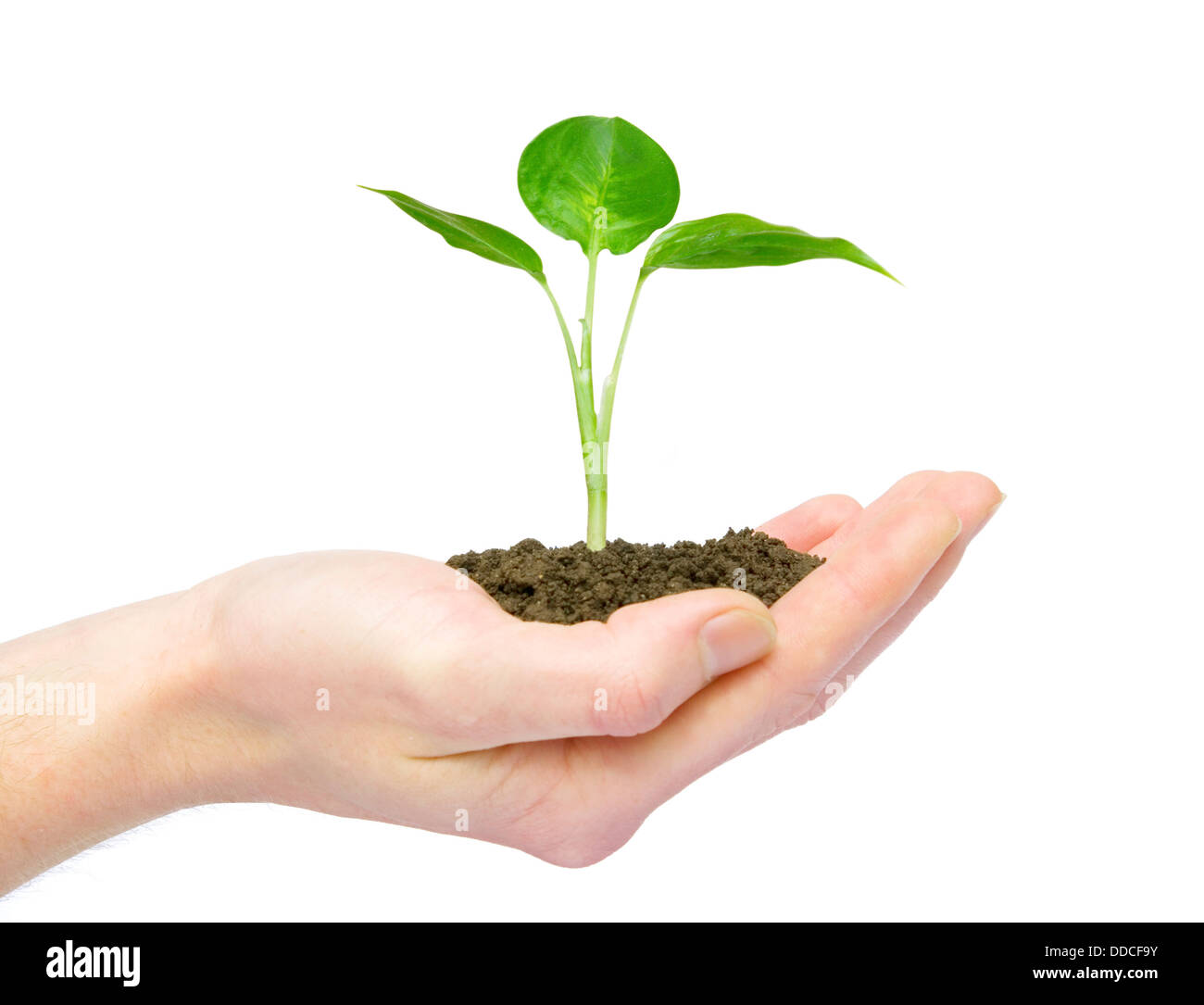plant in hand Stock Photo - Alamy